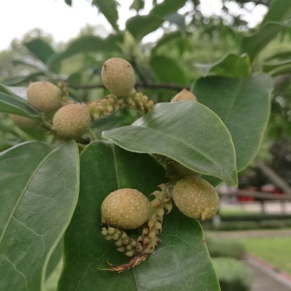 Smiling Monkey Forest Tree (Magnolia Maudiae) Plant Care & How to Grow ...