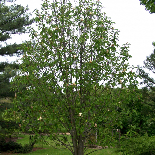 Magnolia-bark (Magnolia Officinalis) Plant Care & How to Grow, Water