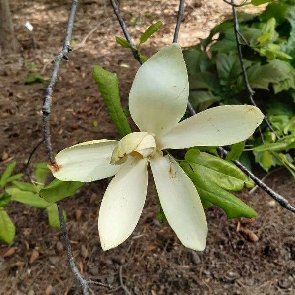 Pyramid Magnolia (Magnolia Pyramidata) Plant Care & How to Grow, Water