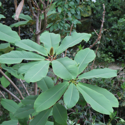 Magnolia Rostrata Plant Care & How to Grow, Water