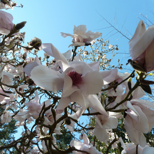 Sargent's Magnolia (Magnolia Sargentiana) Care Guide: Water, Soil ...