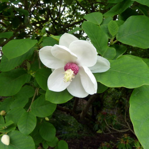 Korean Mountain Magnolia (Magnolia Sieboldii) Plant Care & How to Grow ...