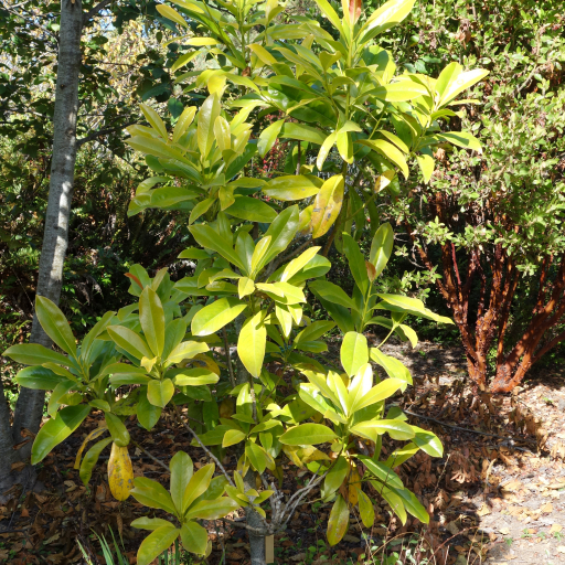 Magnolia Sinica Care Guide: Water, Soil & Propagation - Plantiary