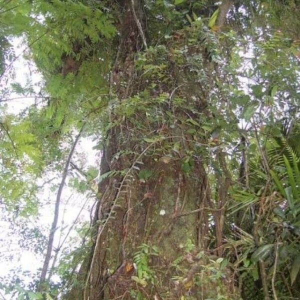 Laurel Magnolia (Magnolia Splendens) Plant Care & How to Grow, Water