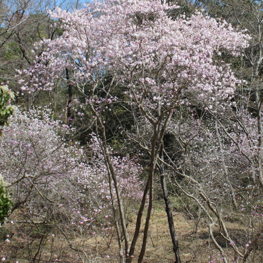 Star Magnolia (Magnolia Stellata) Plant Care & How to Grow, Water