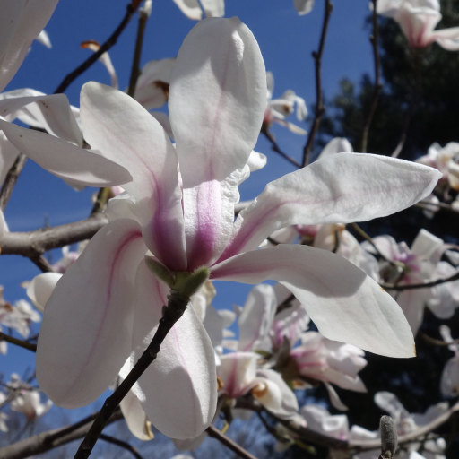 Baohua Magnolia (Magnolia Zenii) Plant Care & How to Grow, Water