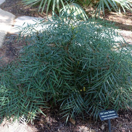 Oregon Grape (Mahonia Eurybracteata) Plant Care & How to Grow, Water