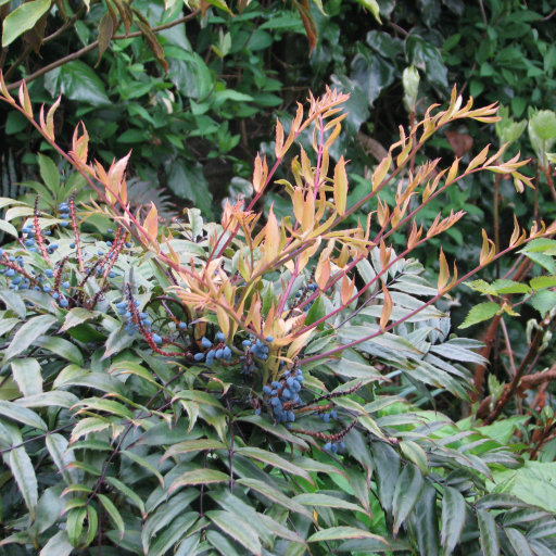 Fortune's Mahonia (Mahonia Fortunei) Plant Care & How to Grow, Water