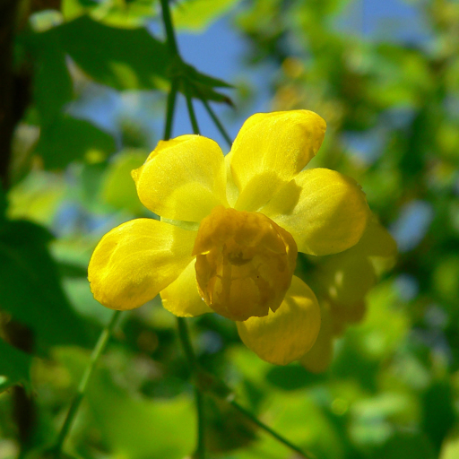 Mahonia Fremontii Plant Care & How to Grow, Water