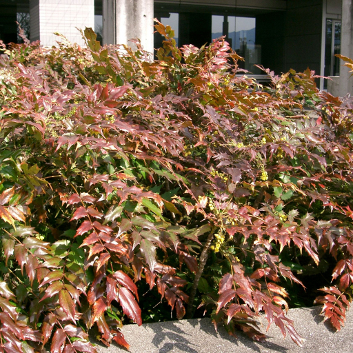 Japanese Mahonia (Mahonia Japonica) Plant Care & How to Grow, Water