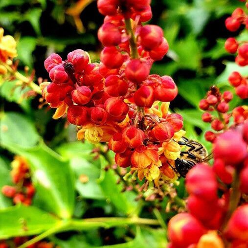 Mahonia Nitens Plant Care & How to Grow, Water