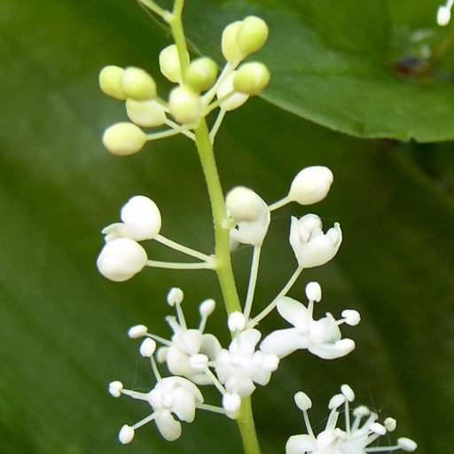 May Lily (Maianthemum Bifolium) Plant Care & How to Grow, Water