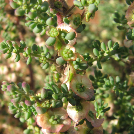 Short-Leaf Bluebush (Maireana Brevifolia) Plant Care & How to Grow, Water