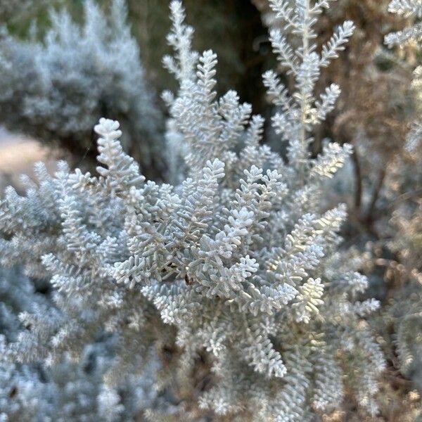 Bluebush (Maireana Sedifolia) Care Guide: Water, Soil & Propagation ...