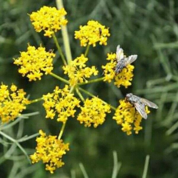 Arabian Hartwort (Malabaila Secacul) Care Guide: Water, Soil ...