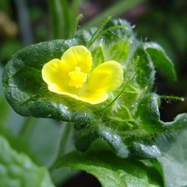 Malva-De-Caballo (Malachra Capitata) Plant Care & How to Grow, Water