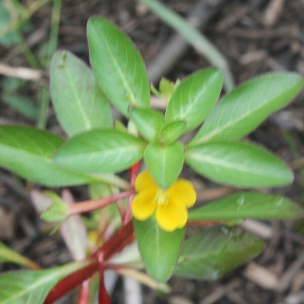 Roadside Leafbract (Malachra Fasciata) Plant Care & How to Grow, Water