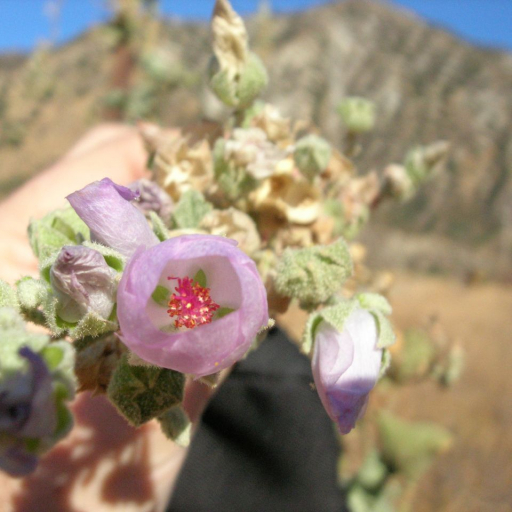 Davidson's Bush-mallow (Malacothamnus Davidsonii) Plant Care & How to ...
