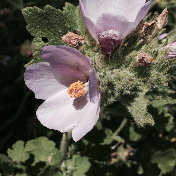 Palmer's Bush-Mallow (Malacothamnus Palmeri) Plant Care & How to Grow ...