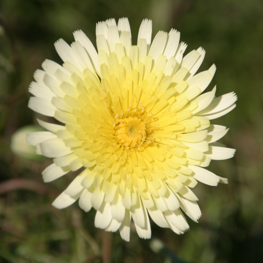 Woolly Desertdandelion (Malacothrix Floccifera) Plant Care & How to ...