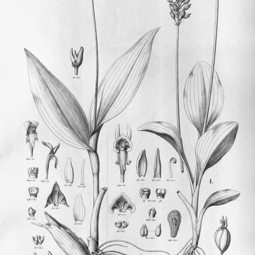 Malaxis Excavata Plant Care & How to Grow, Water