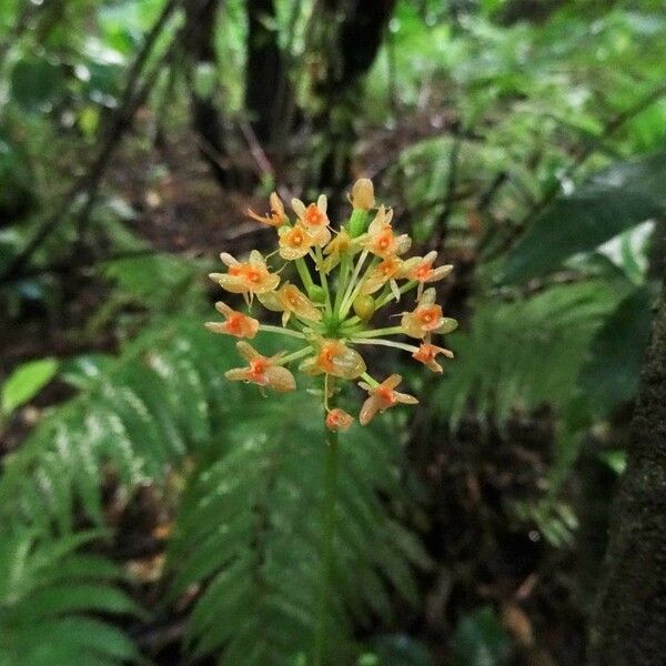 Royal Adder's-mouth Orchid (Malaxis Major) Plant Care & How to Grow, Water