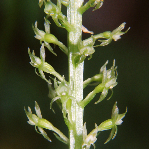 One-Leaved Bog Orchid (Malaxis Monophyllos) Plant Care & How to Grow, Water
