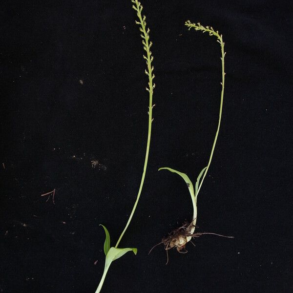 Adder-mouth Orchid (Malaxis Muscifera) Plant Care & How to Grow, Water