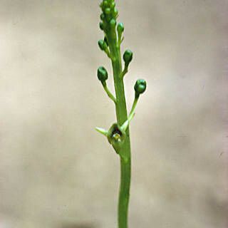 Florida Adder's-Mouth Orchid (Malaxis Spicata) Plant Care & How to Grow ...