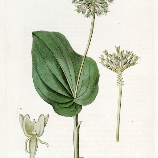 Green Adder's-mouth Orchid (Malaxis Unifolia) Plant Care & How to Grow ...