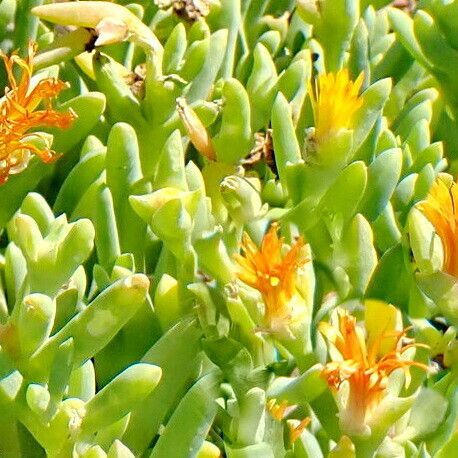 Malephora Thunbergii Care Guide: Water, Soil & Propagation - Plantiary