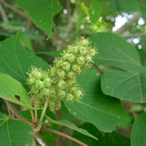 East Asian Mallotus (Mallotus Japonicus) Plant Care & How to Grow, Water