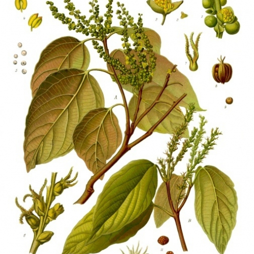 Kamala Tree (Mallotus Philippensis) Plant Care & How to Grow, Water