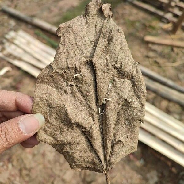 Mallotus Polycarpus Plant Care & How to Grow, Water