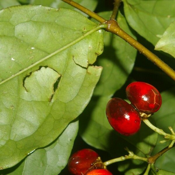 Malpighia Albiflora Plant Care & How to Grow, Water