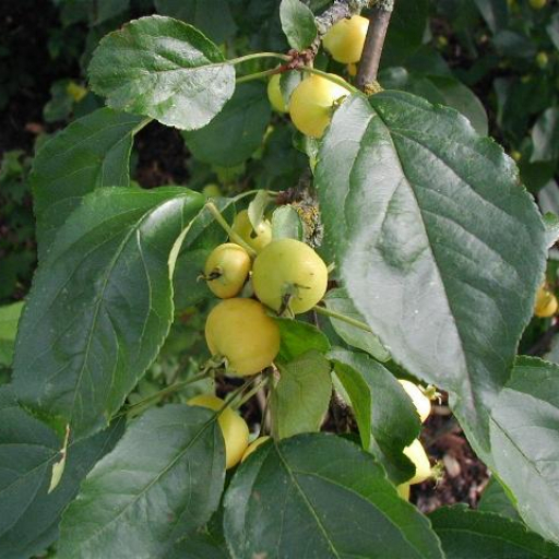 Siberian Crab Apple (Malus Baccata) Plant Care & How to Grow, Water