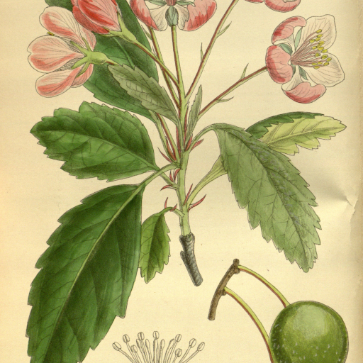 Iowa Crab Apple (Malus Ioensis) Plant Care & How to Grow, Water