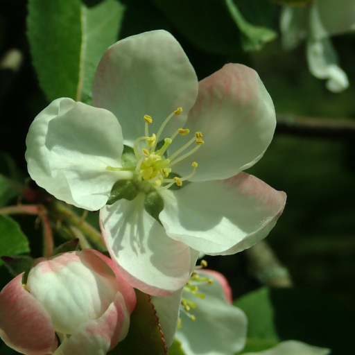 Siberian Crabapple (Malus Mandshurica) Plant Care & How to Grow, Water