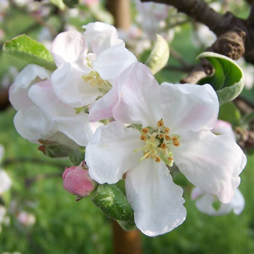 Apple (Malus Pumila) Plant Care & How to Grow, Water