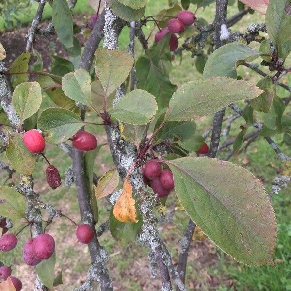 Purple Crab (Malus × Purpurea) Plant Care & How to Grow, Water