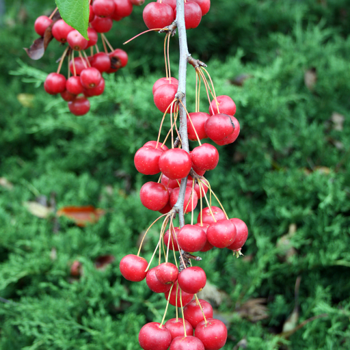 Sikkim Crabapple (Malus Sikkimensis) Plant Care & How to Grow, Water