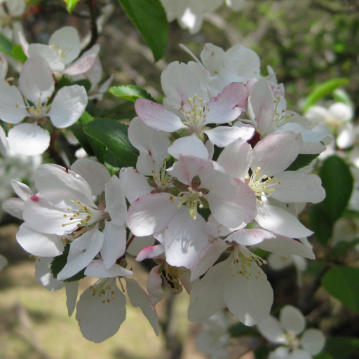 Malus Spontanea Plant Care & How to Grow, Water