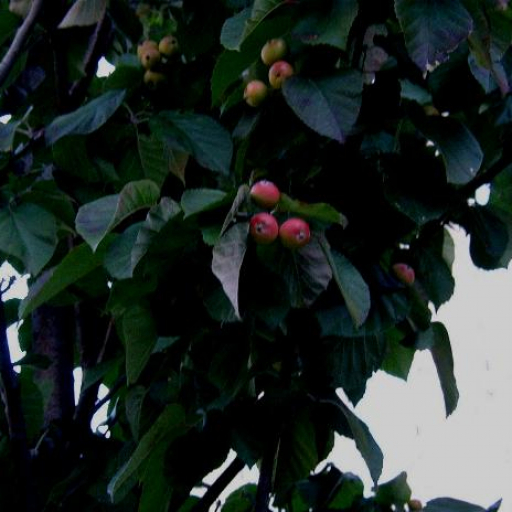 Pillar Apple (Malus Tschonoskii) Care Guide: Water, Soil & Propagation ...