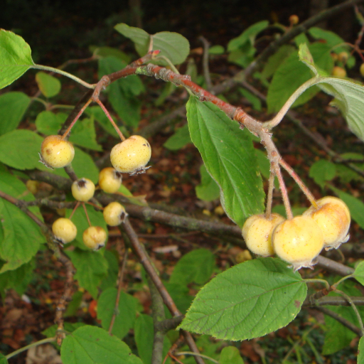 Yunnan Crab Apple (Malus Yunnanensis) Plant Care & How to Grow, Water