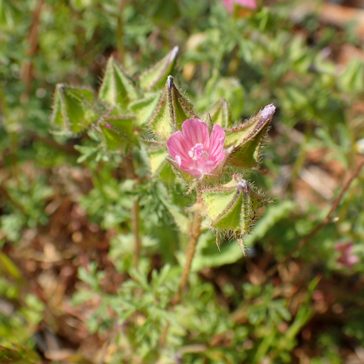 Egyptian Mallow (Malva Aegyptia) Plant Care & How to Grow, Water