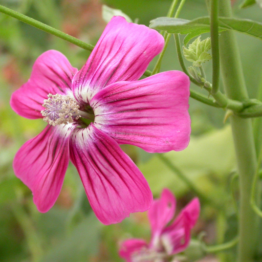 Island Mallow (Malva Assurgentiflora) Plant Care & How to Grow, Water
