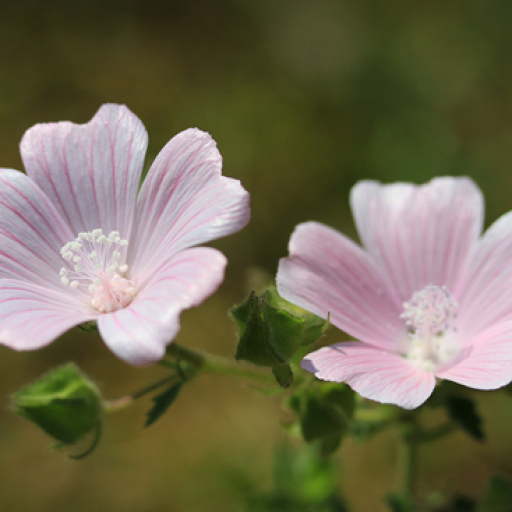 Spanish Mallow (Malva Hispanica) Plant Care & How to Grow, Water