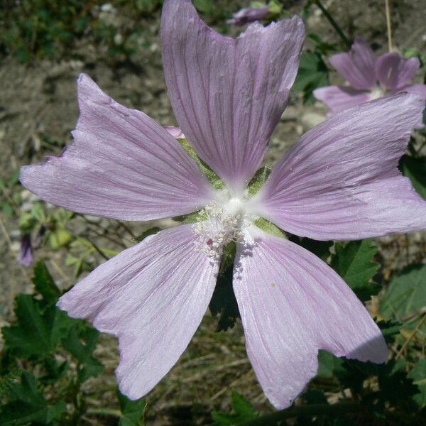 Malva Longiflora Plant Care & How to Grow, Water