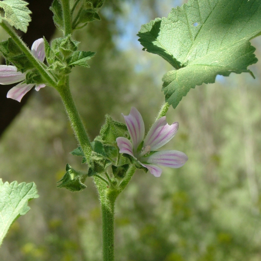 Cornish Mallow (Malva Multiflora) Plant Care & How to Grow, Water