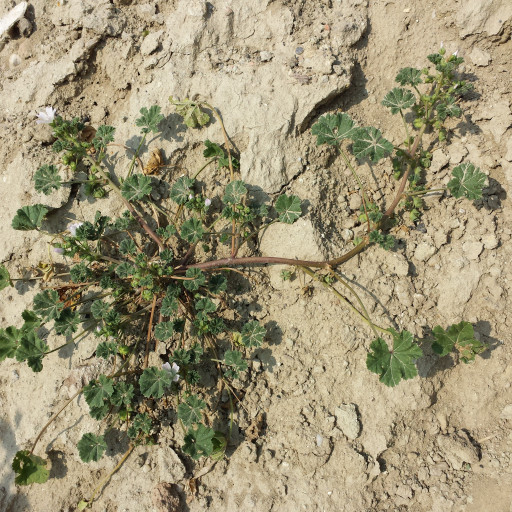 Common Mallow (Malva Neglecta) Plant Care & How to Grow, Water
